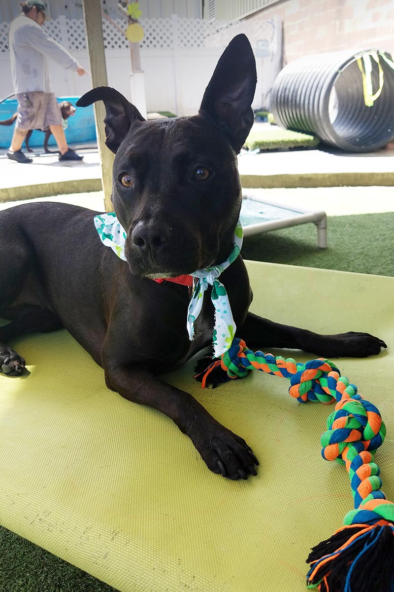 Lodging for pets | Tails of Hawaii